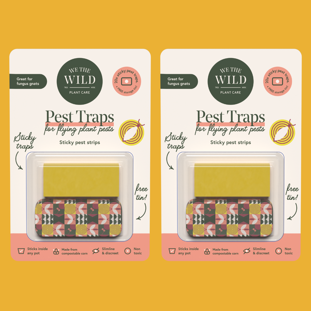 Compostable Gnat Traps – We The Wild Plant Care USA