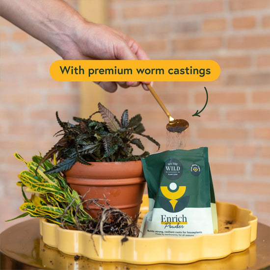 Houseplant Repotting Kit | Potting Mat & Plant Food – We The Wild Plant ...